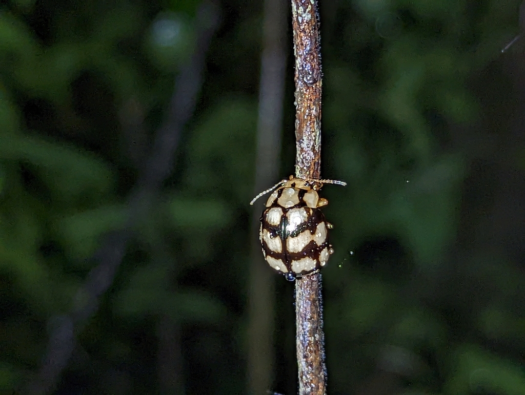 Platyphora mirabilis from Refugio de Vida Silvestre Monteverde-Night ...