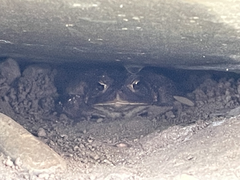 American Toad from Cornell University, Ithaca, NY, US on September 28 ...