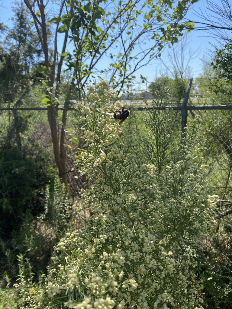 American Bumble Bee from University of North Texas - Discovery Park ...
