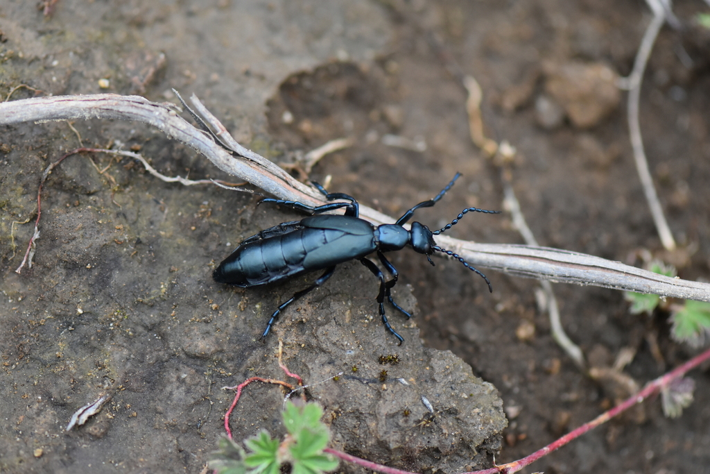 Meloe nebulosus from 30880 Unión Juárez, Chis., México on December 3, 2020 at 04:22 PM by Andrea ...
