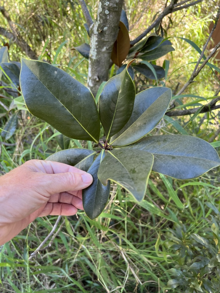 southern magnolia from S Kanner Hwy, Stuart, FL, US on September 30 ...