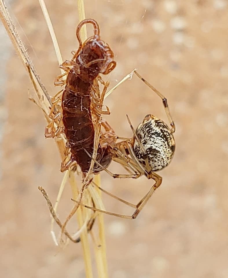 Common House Spider from Brier, WA, USA on August 13, 2018 at 10:43 AM ...