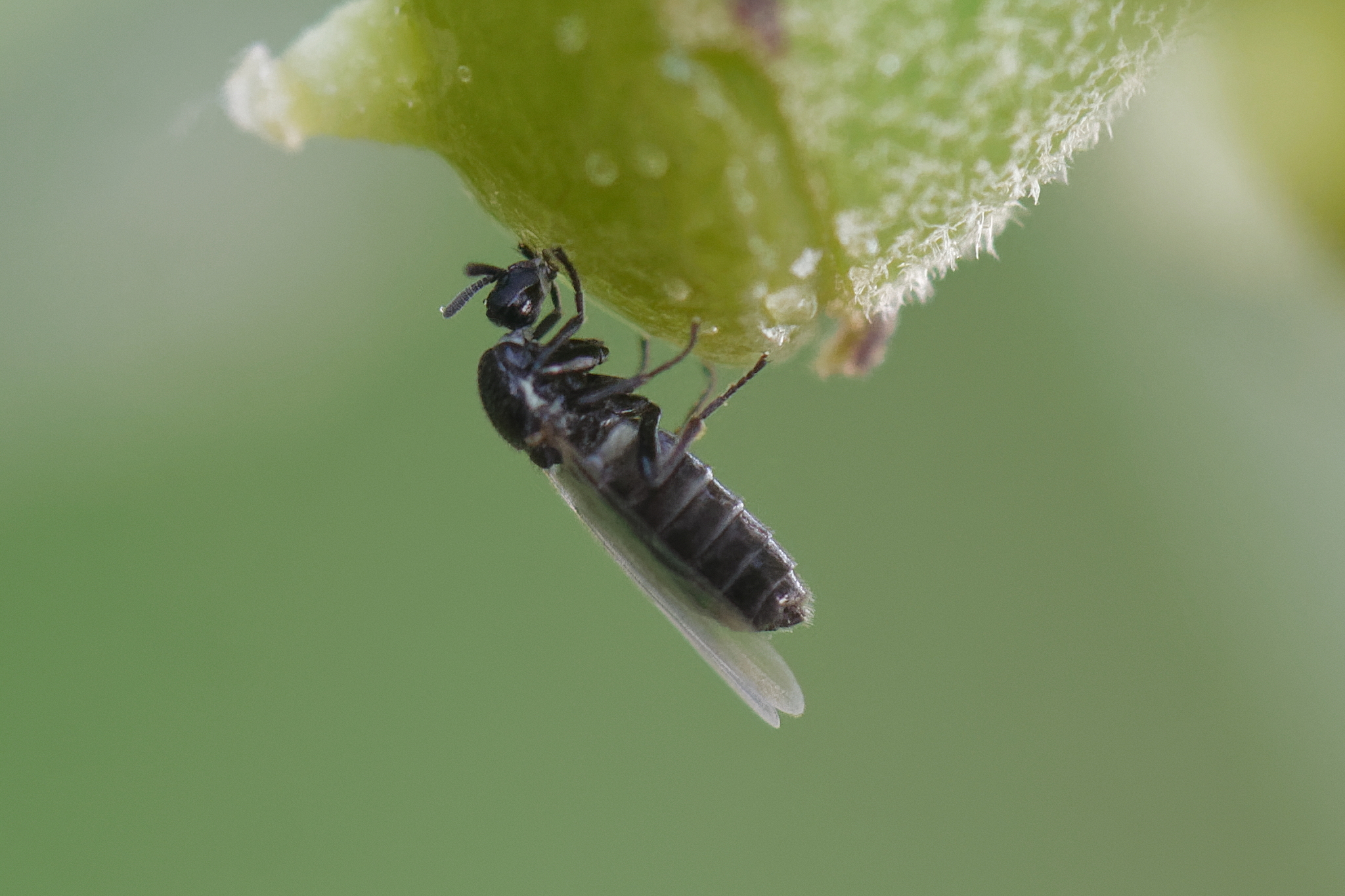Scatopse notata (Linnaeus, 1758)