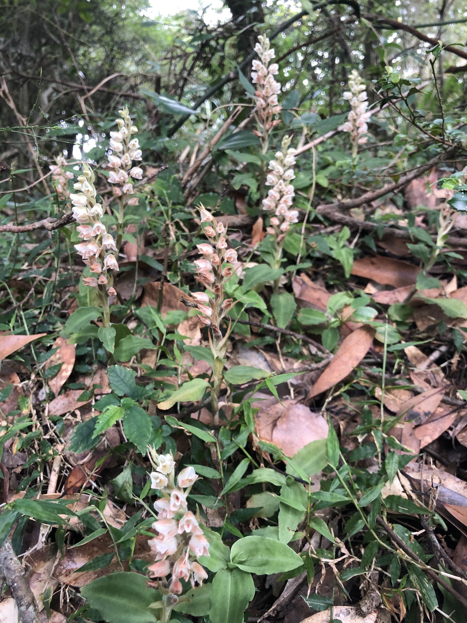 Goodyera foliosa (Lindl.) Benth. ex C.B.Clarke