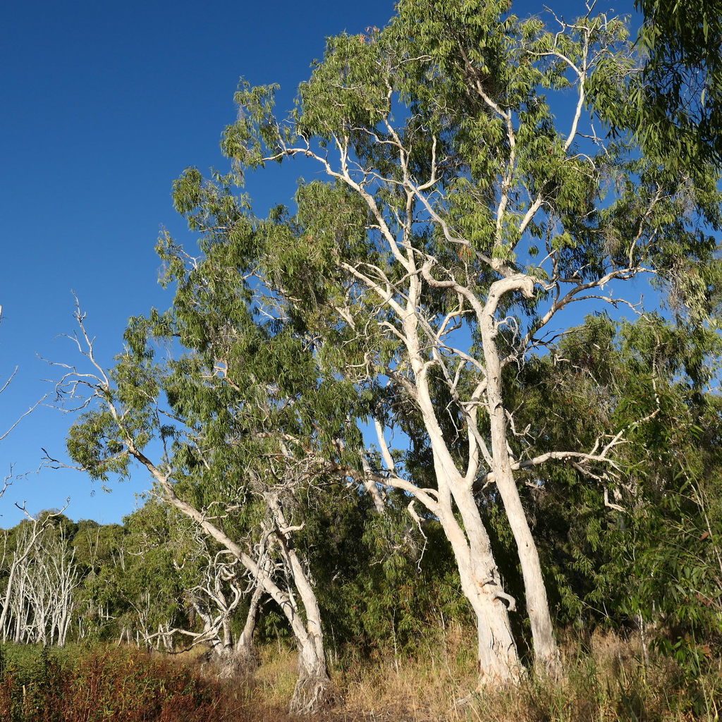 Weeping Paperbark (Melaleuca leucadendra) - Botanical Realm
