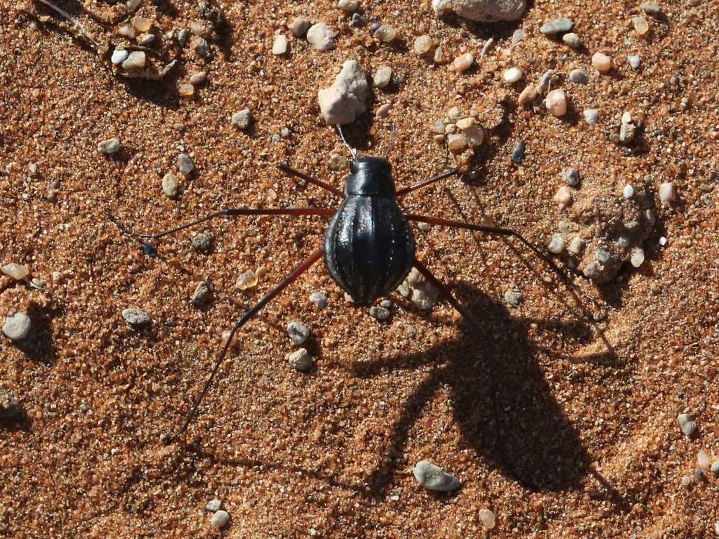 Spindly Longleg Toktokkie from between Sesriem and Sossusvlei, Hardap Region, Namibia on July 11 ...