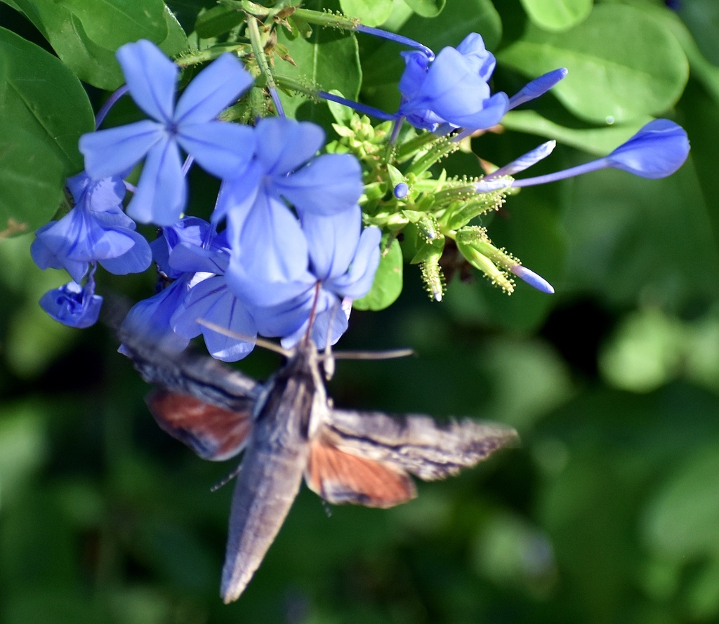 Obscure Sphinx from Real County, TX, USA on September 30, 2022 at 09:34 ...