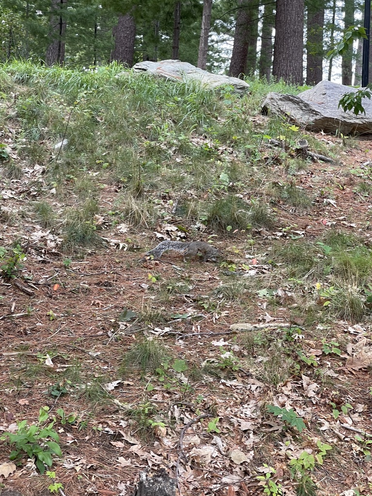 Eastern Gray Squirrel from Boston College, Boston, MA, US on September ...