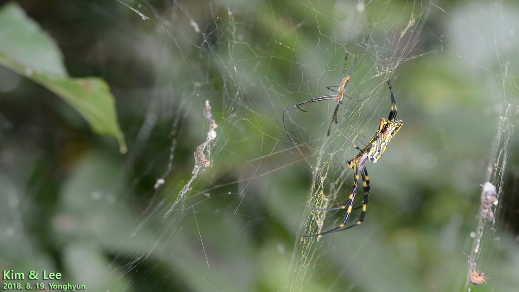 Joro Spider from Seosan, Chungcheongnam-do, South Korea on August 19 ...