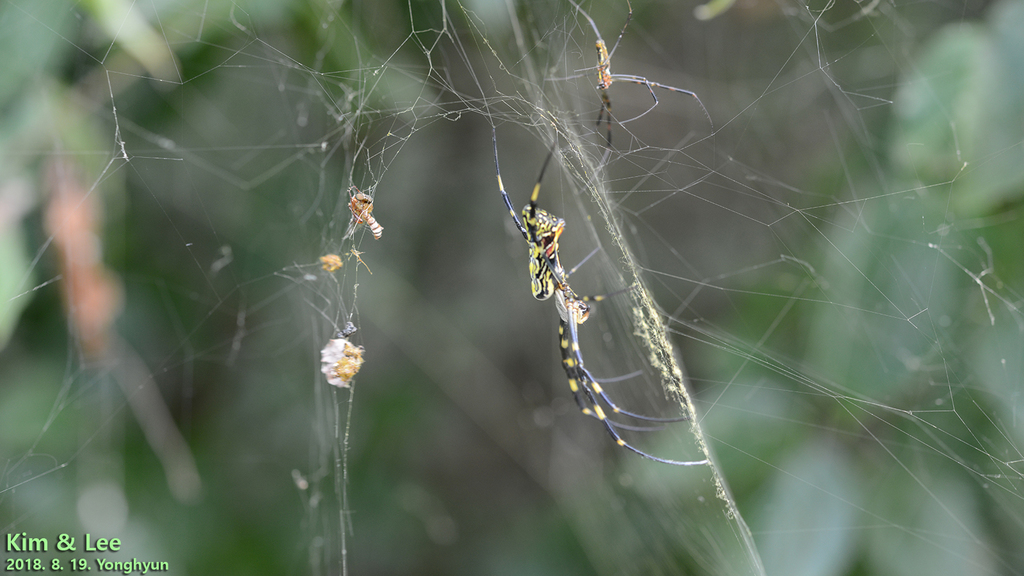 Joro Spider from Seosan, Chungcheongnam-do, South Korea on August 19 ...
