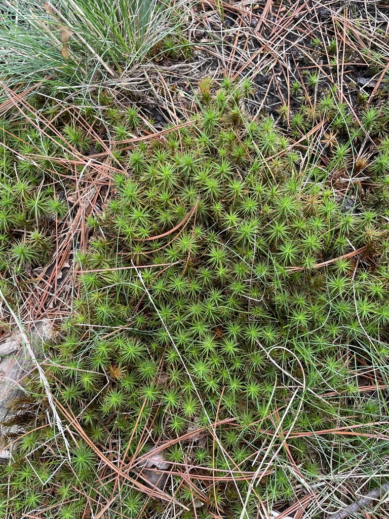 Common Haircap Moss from Boston College, Boston, MA, US on September 30 ...