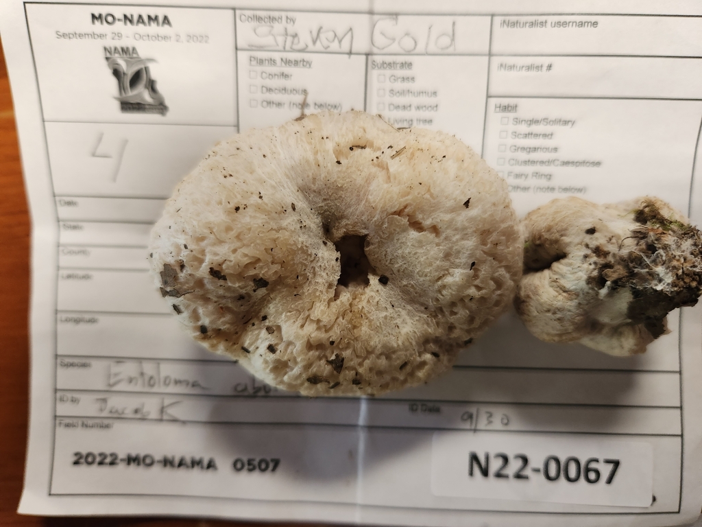 Aborted entoloma from Hillcrest Hall, Potosi, MO 63664, USA on ...