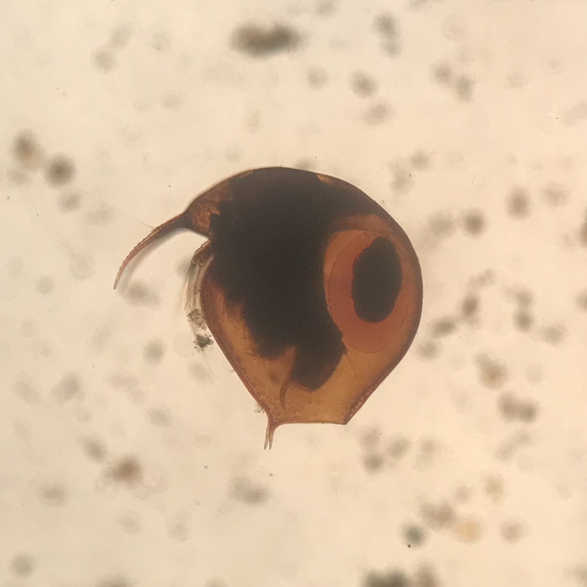 Bosmina longirostris (O.F.Müller, 1776)