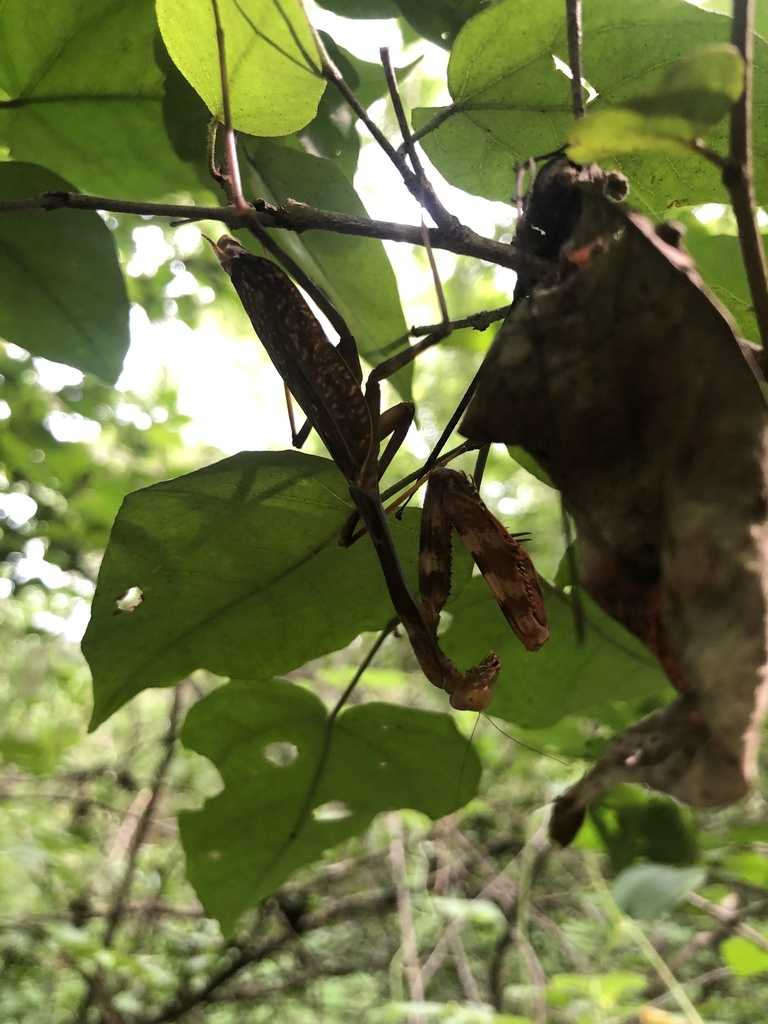 Arizona Mantis from Santa María Huatulco, OAX, MX on September 22, 2022 ...