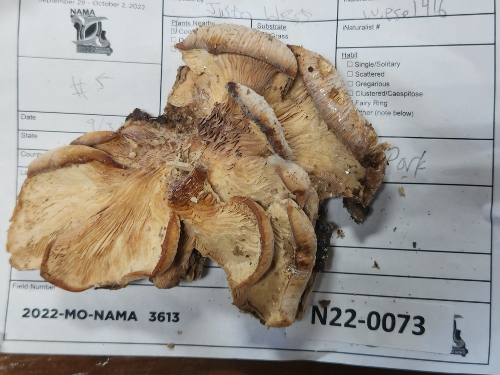 bear lentinus from Hillcrest Hall, Potosi, MO 63664, USA on September ...