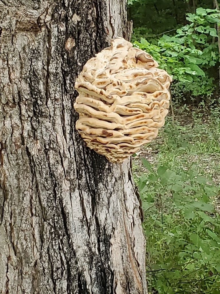 Northern Tooth from Wisconsin on September 07, 2020 at 11:02 AM by ...