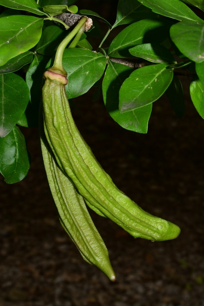 cuachilote from RUTA INDEPENDENCIA, Centro, Oaxaca de Juárez, Oax ...