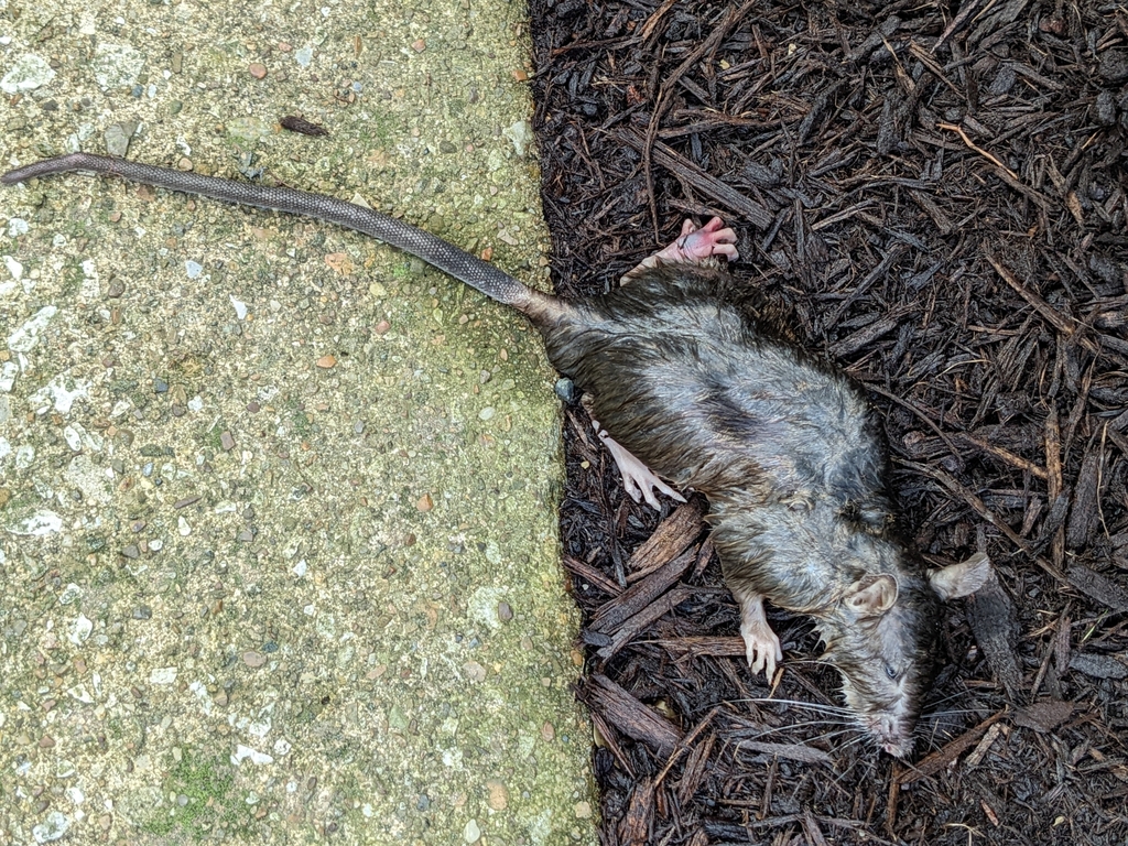 Brown Rat from 1111 Superior Ave E Suite 105, Cleveland, OH 44114, USA ...