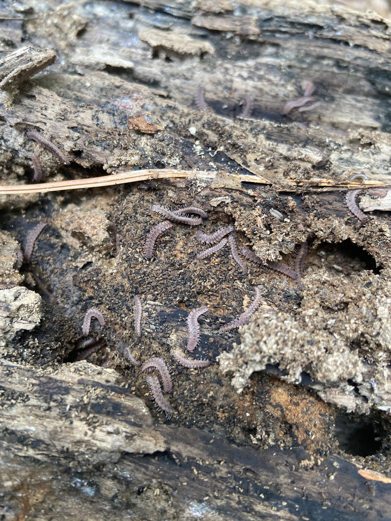 Common Pink Flat-back from University of Delaware, Newark, DE, US on ...