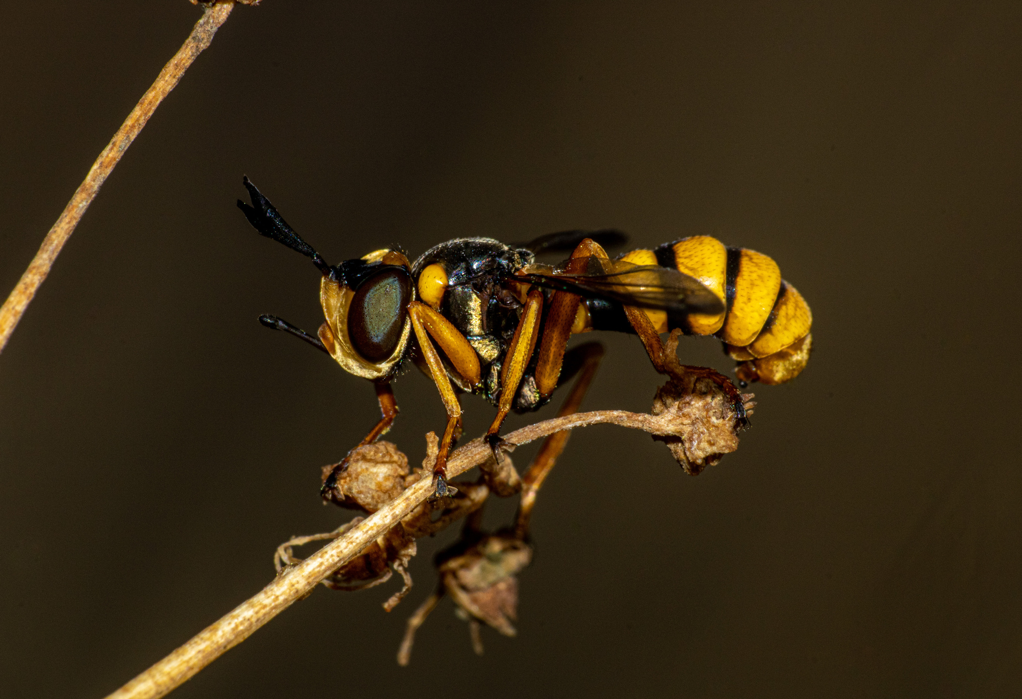 Conops vitellinus Loew, 1847