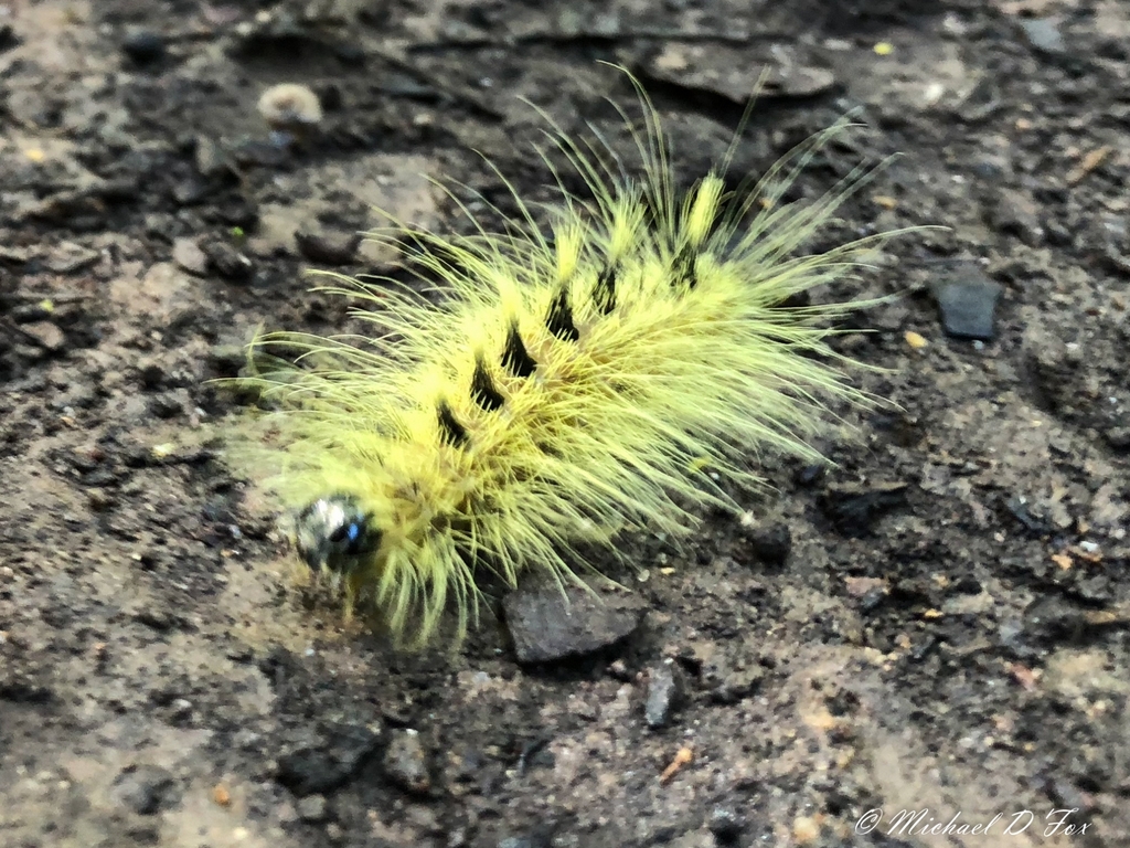 Hackberry Dagger from Lewisville, TX 75057, USA on September 30, 2018 ...