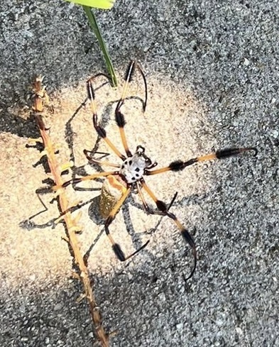 Golden Silk Spider from Jupiter Island, Jupiter Island, FL, US on ...