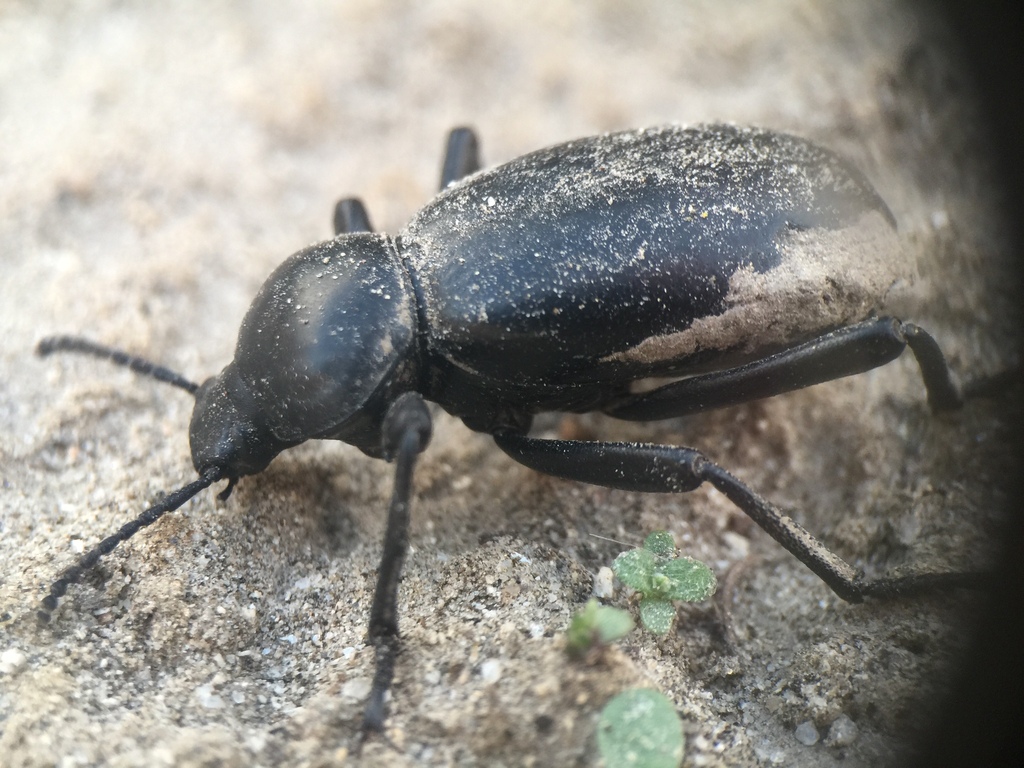 Eleodes grandicollis from Parque Nacional Constitucion de 1857 ...