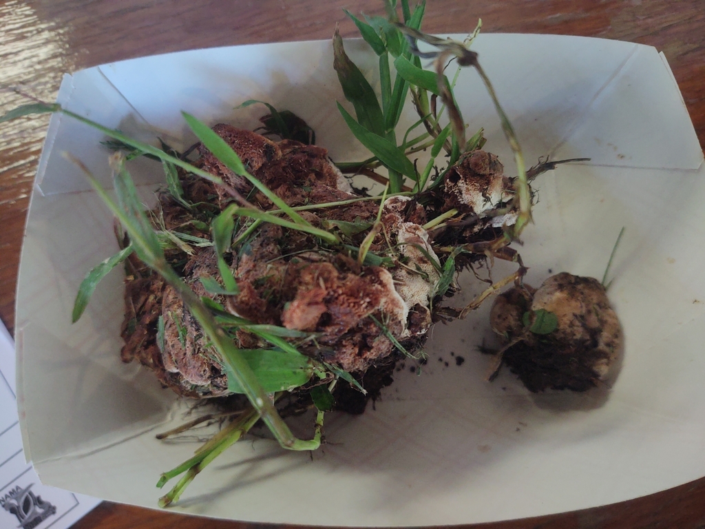 Blushing Rosette from Hillcrest Hall, Potosi, MO 63664, USA on ...