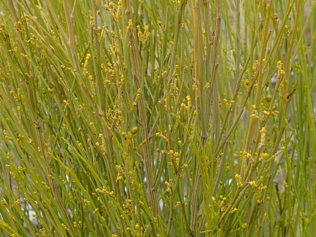 broom ballart (Exocarpos sparteus) - Botanical Realm