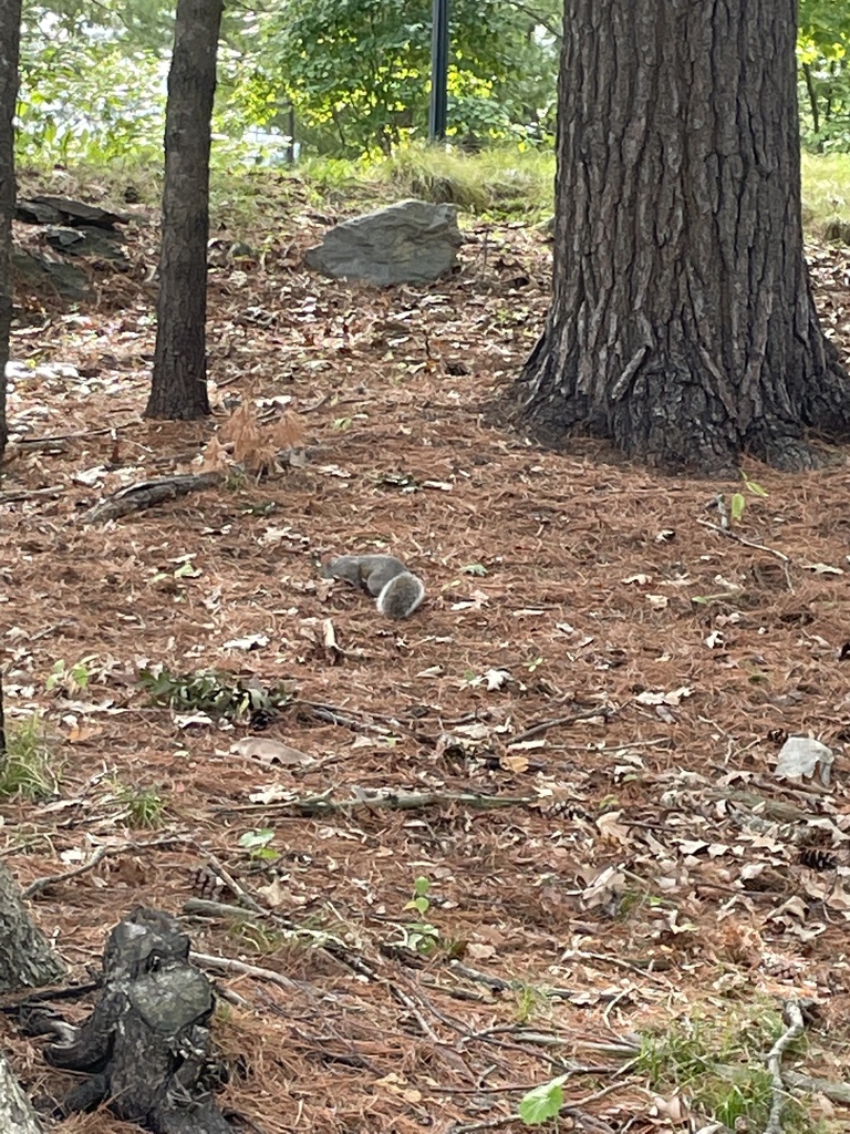 Eastern Gray Squirrel from Boston College, Boston, MA, US on September ...