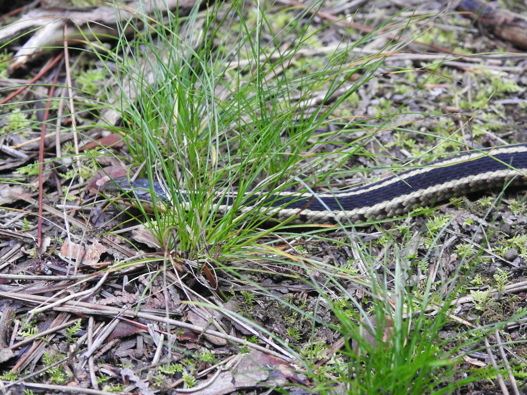 Eastern Garter Snake from Lake Ontario, Ontario, Canada on September 28 ...