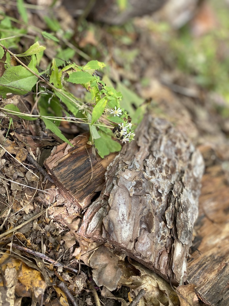 Common Eastern Bumble Bee from Dalhousie University - Halifax Campus ...
