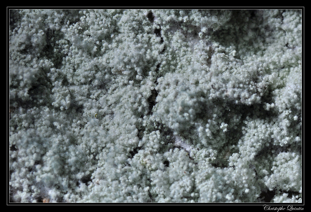 Dust Lichen (Lichens in the the North Cascades National Park) · iNaturalist