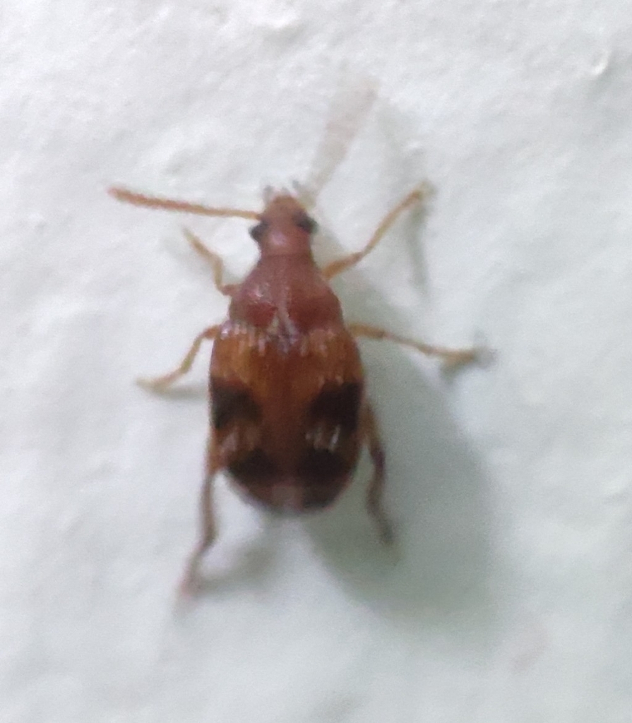 Cowpea Weevil from Maruti Nagar, 1st Stage, BTM Layout, Bengaluru ...