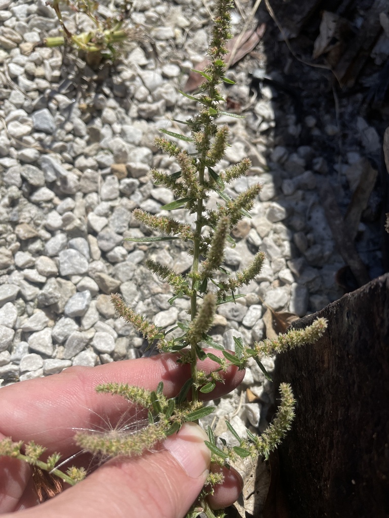 Palmer's Amaranth from RT-13, Chilhowee, MO, US on September 30, 2022 ...