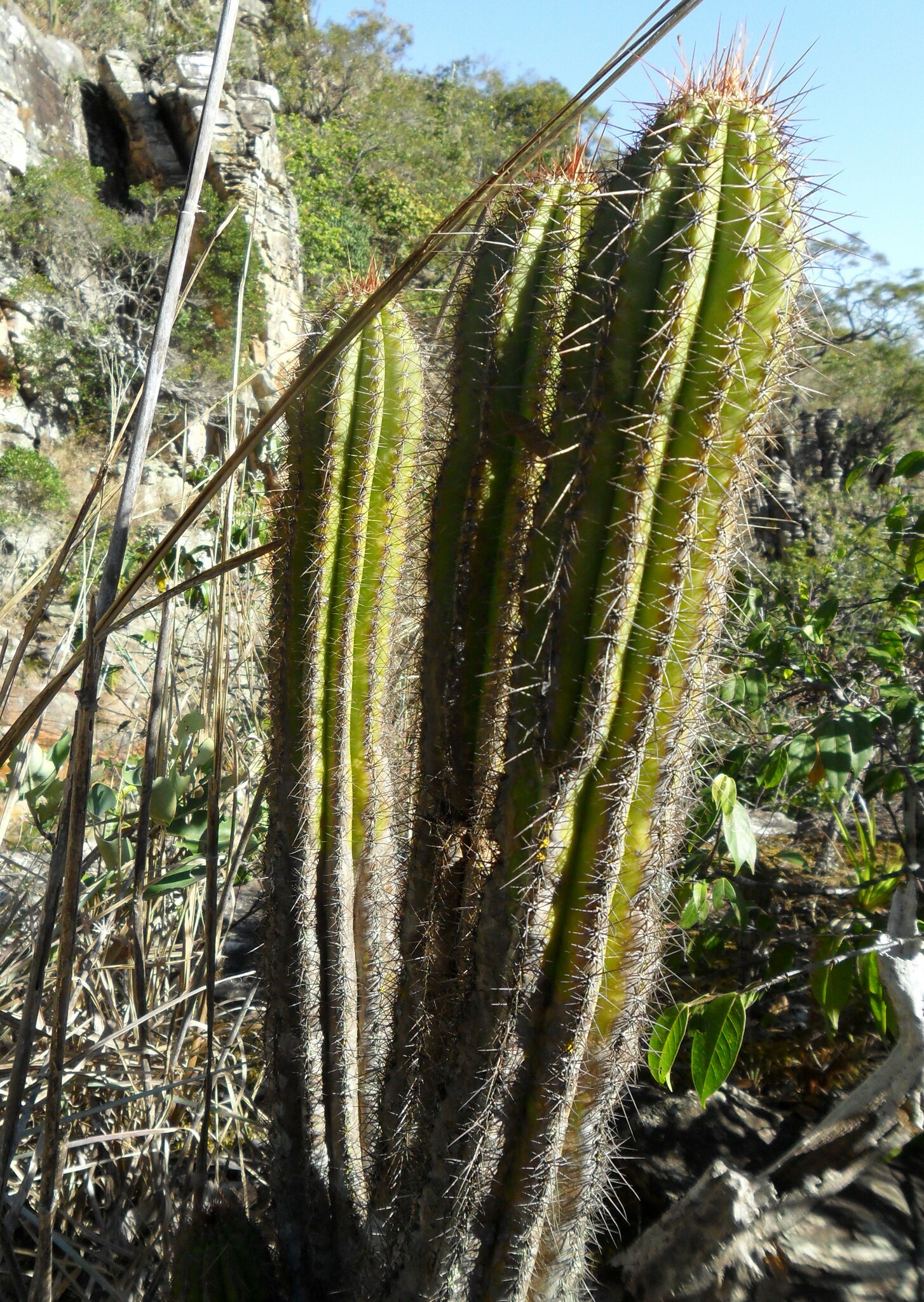Pilosocereus machrisii (E.Y.Dawson) Backeb.
