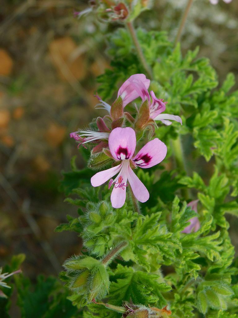 geraniums and storksbills from Knietjieshoogte Greyton, 7233, South ...