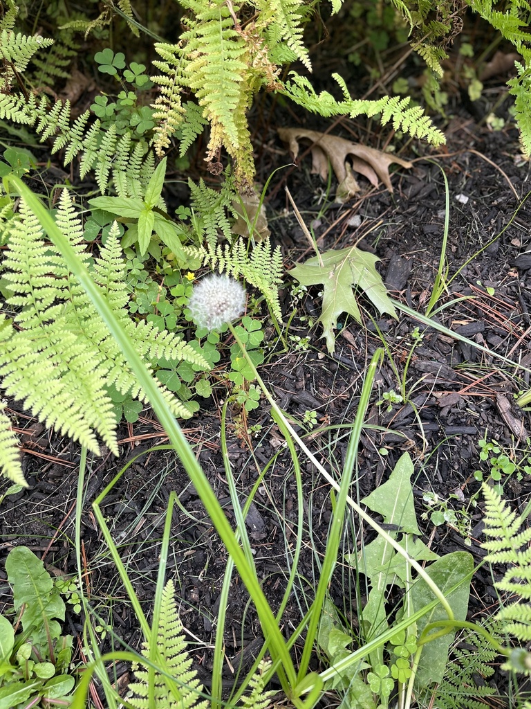 common dandelion from Boston College, Boston, MA, US on September 30 ...