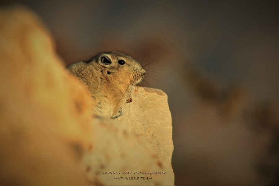 (Ctenodactylus) - Know Your Mammals