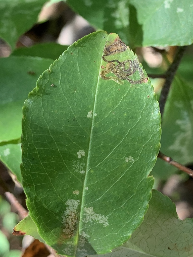 Common Fruit-tree Pigmy from Aquavia Rd, Medford, MA, US on September ...
