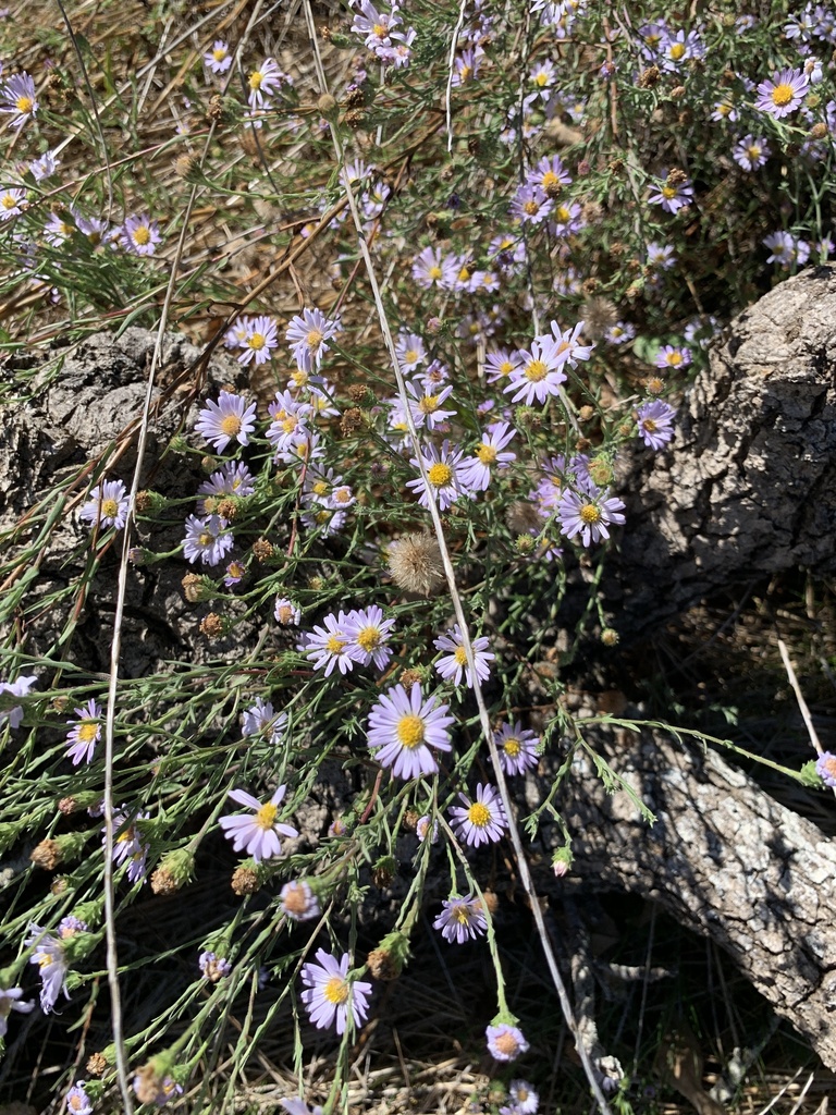 California Aster from Sebastopol, CA, US on September 30, 2022 at 12:48 ...