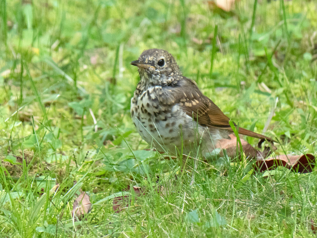 Hermit Thrush from Heather Ln, Rutland, VT, USA on 30 September, 2022 ...