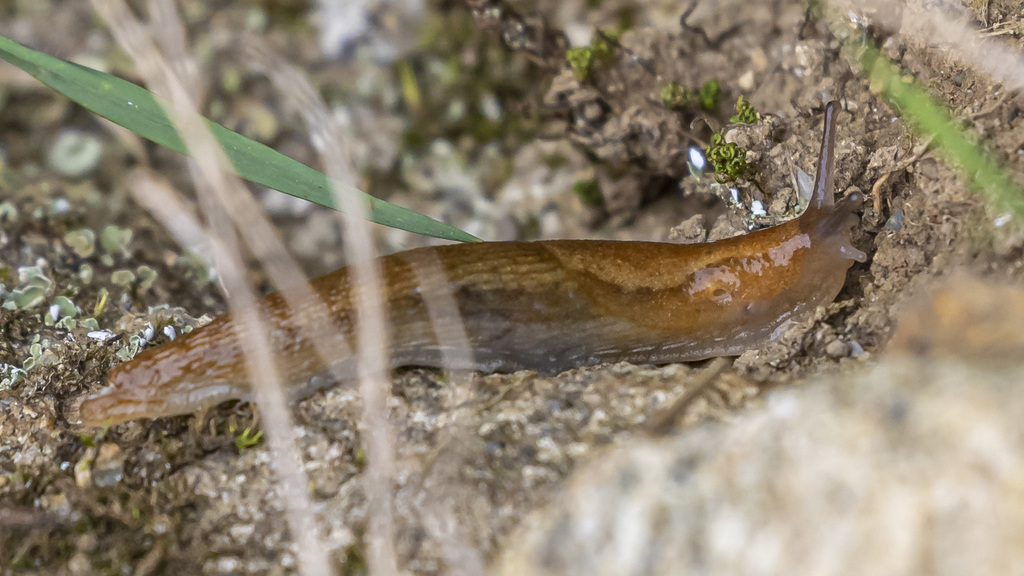 Northern Dusky Slug from Rockland County, NY, USA on September 30, 2022 ...