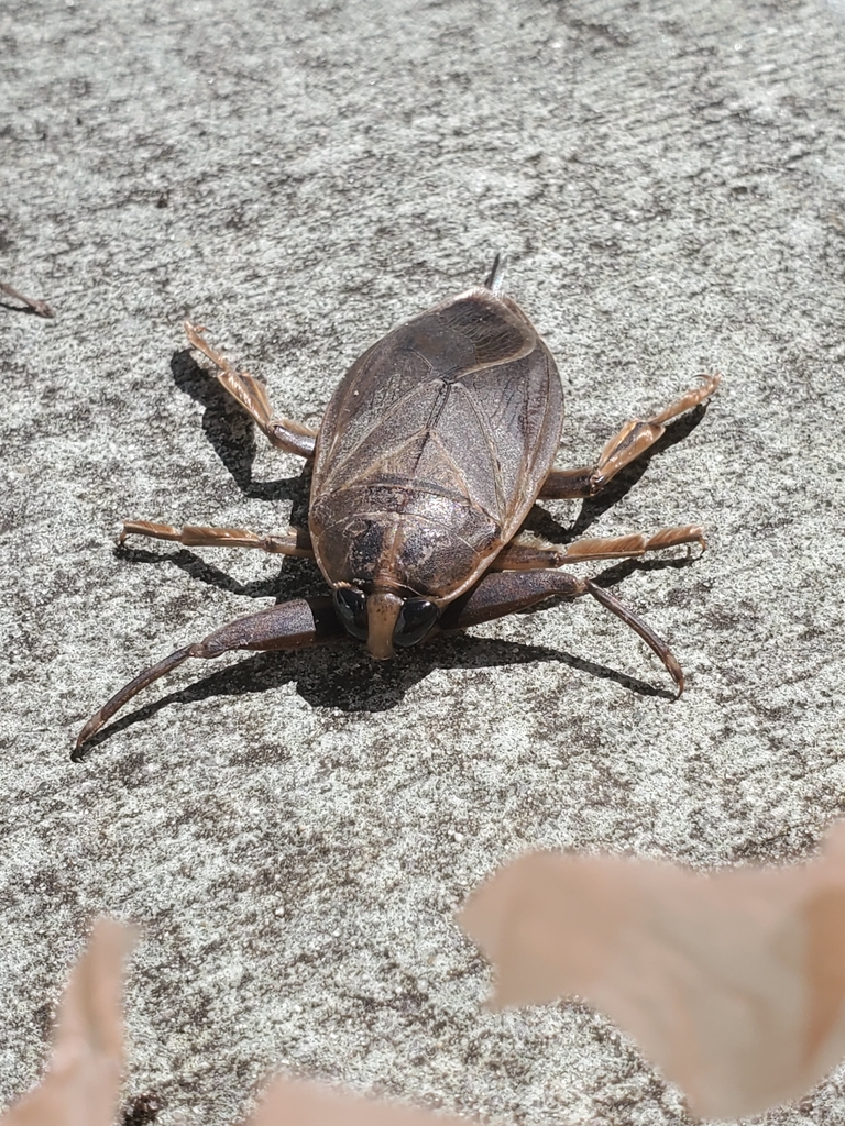 Eastern Toe-biter from Miami, FL 33173, USA on September 30, 2022 at 12 ...