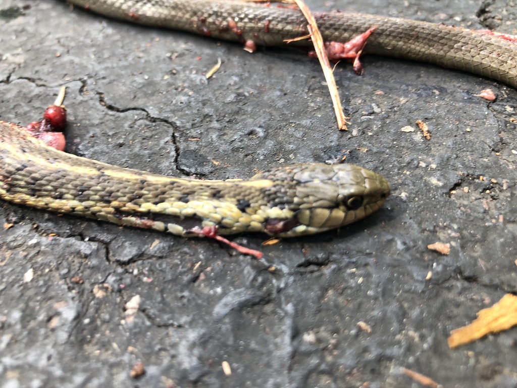 Western Terrestrial Garter Snake from Apache-Sitgreaves National ...