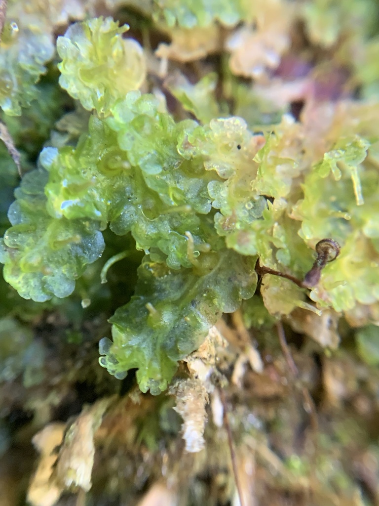 Common Kettlewort from Bowman, QC, CA on September 30, 2022 at 11:57 AM ...