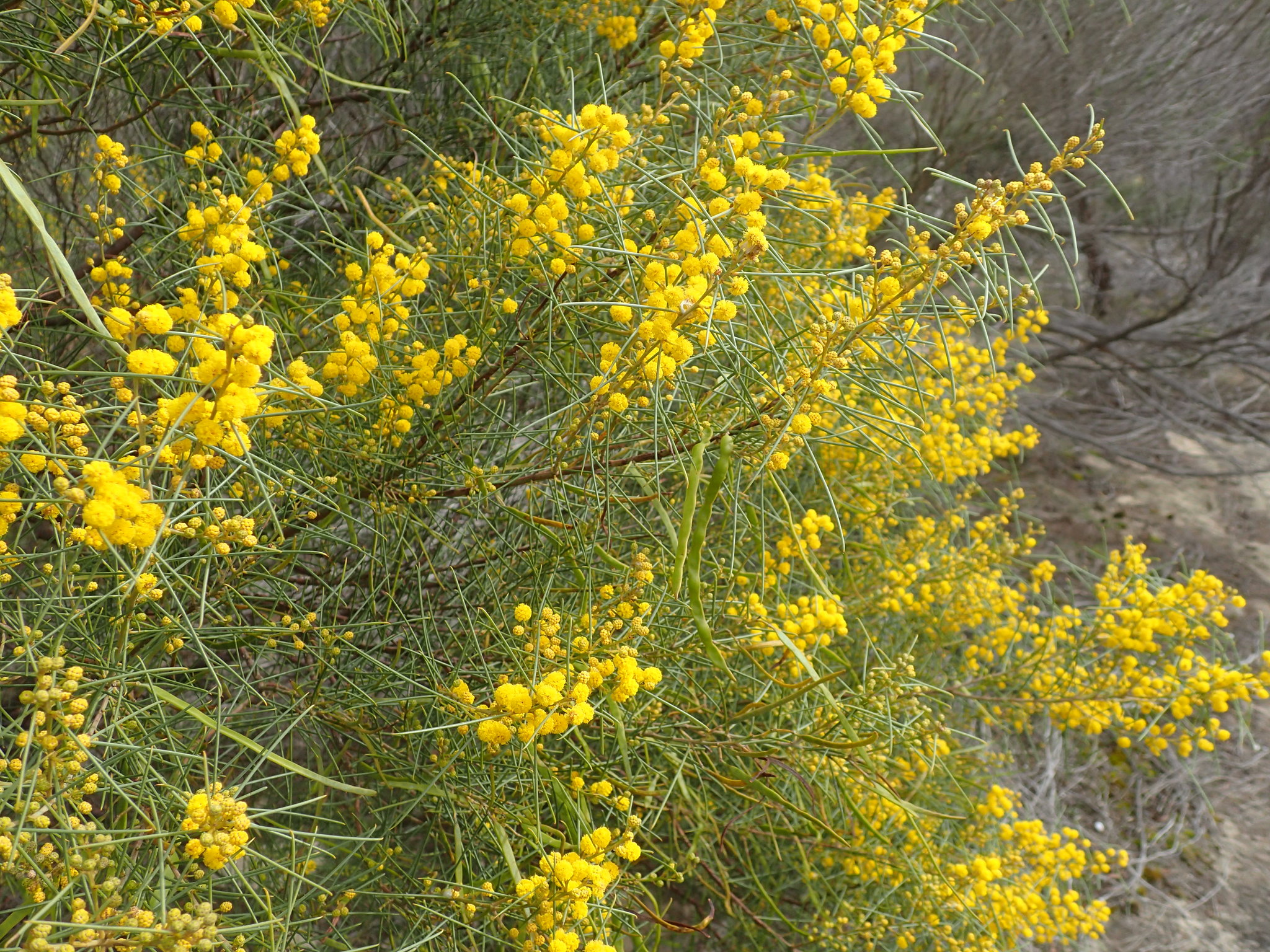 Acacia euthycarpa (J.M.Black) J.M.Black