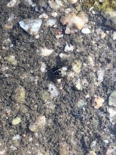 Subspecies Laccophilus pictus pictus · iNaturalist