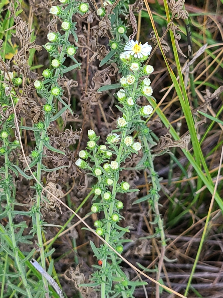 white prairie aster from Elgin, AZ 85611, USA on September 30, 2022 at ...