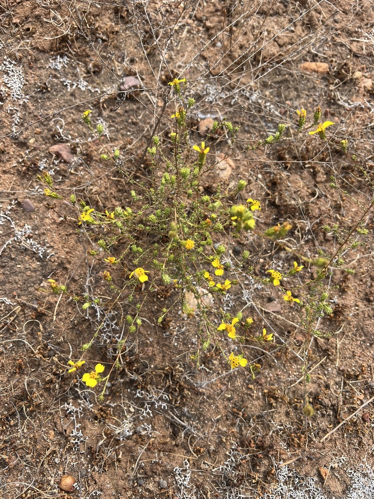 graceful tarplant in September 2022 by kclarksdnhmorg · iNaturalist
